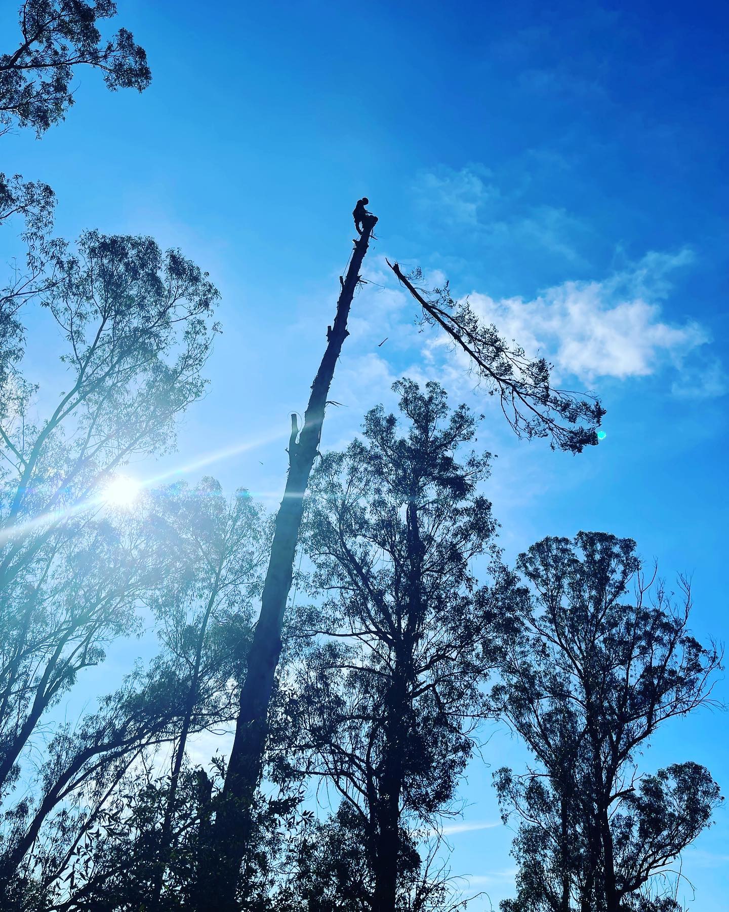 New Life Tree Service | Pittsburg, CA