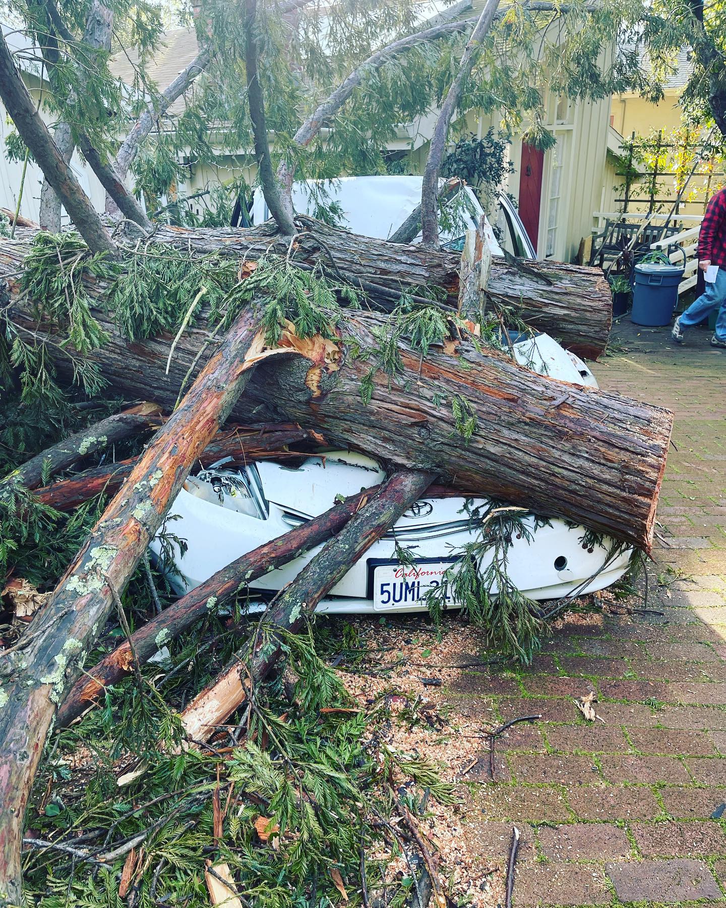 New Life Tree Service | Pittsburg, CA