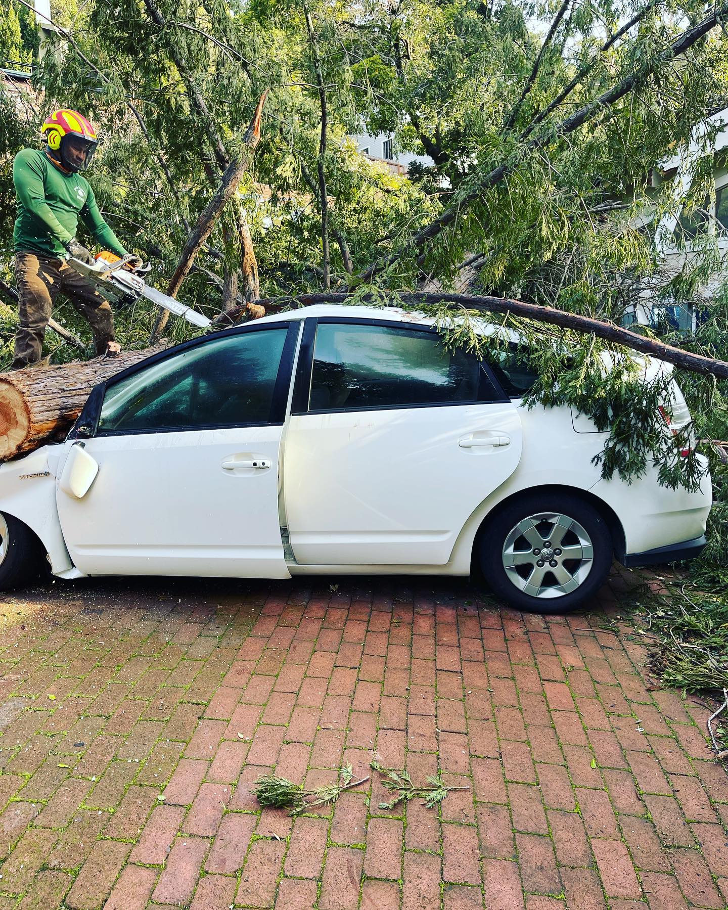 New Life Tree Service | Pittsburg, CA