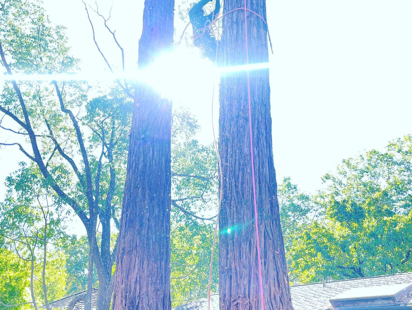 New Life Tree Service | Pittsburg, CA