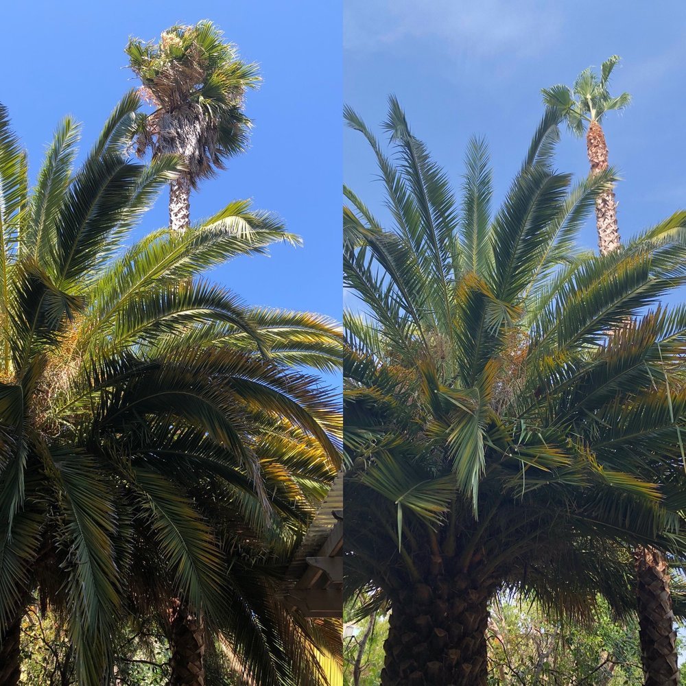 New Life Tree Service | Pittsburg, CA