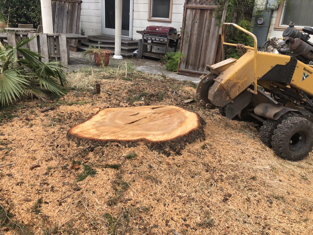 New Life Tree Service | Pittsburg, CA