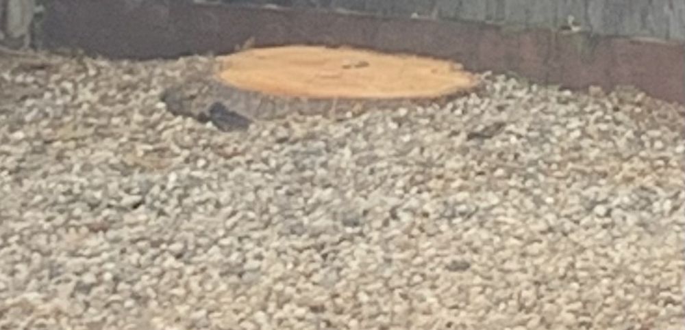 New Life Tree Service | Pittsburg, CA