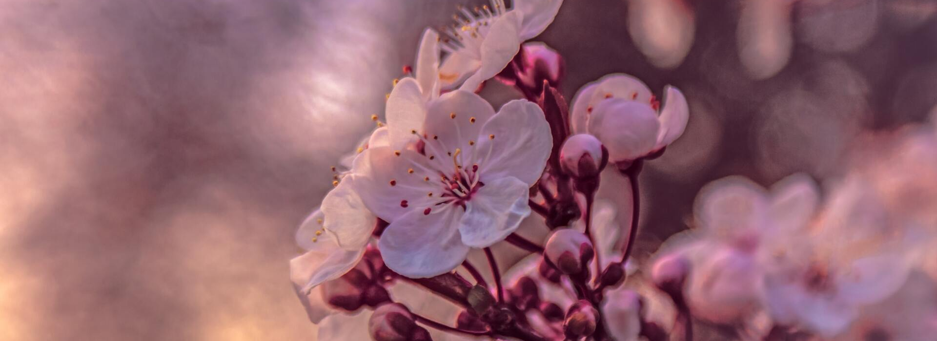 Hanami ou l'art d'admirer les cerisiers en fleurs