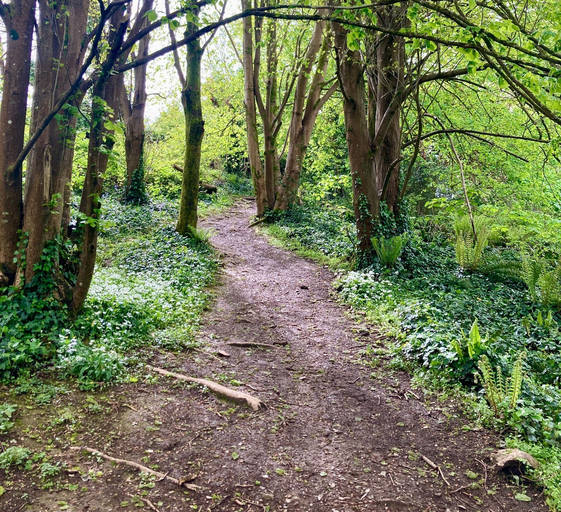 The St Cuthbert Mayne Way is Ready to Walk!