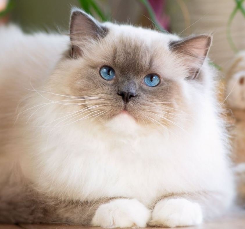 Ragdoll Cattery Daisy's Dreamdolls