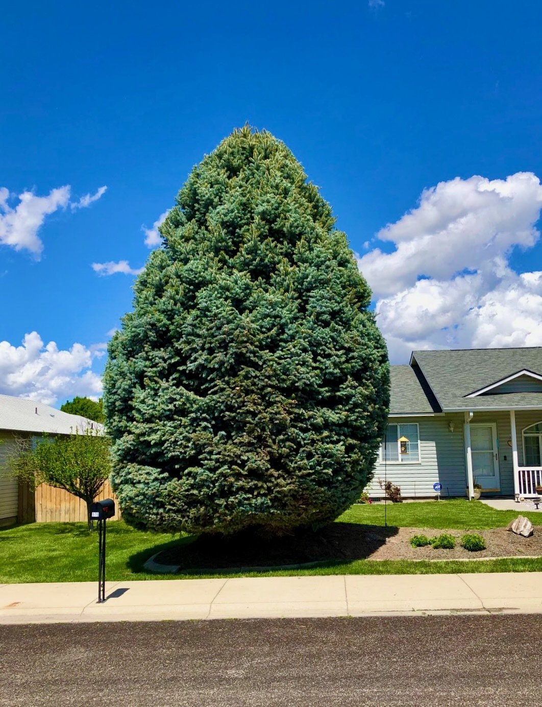 Meridian Tree Service - Top Rated Tree Service - Ada County, Idaho