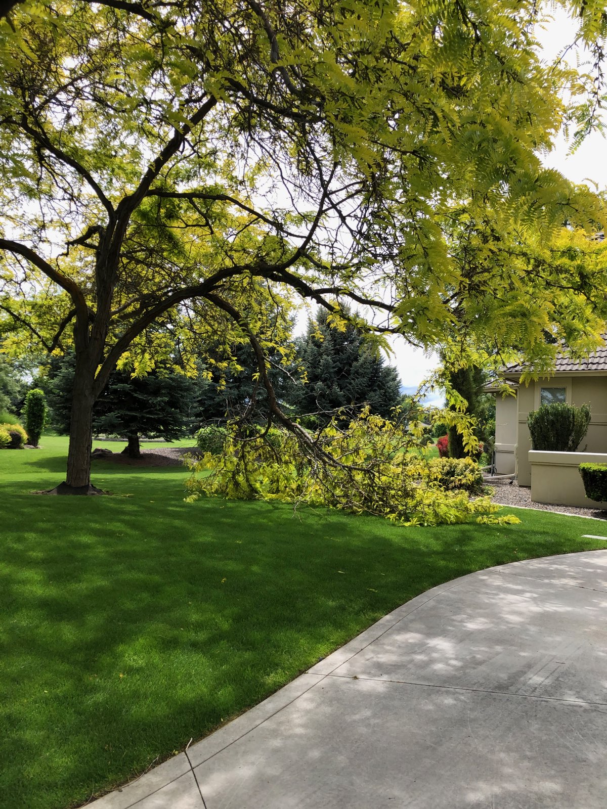 Meridian Tree Service - Top Rated Tree Service - Ada County, Idaho