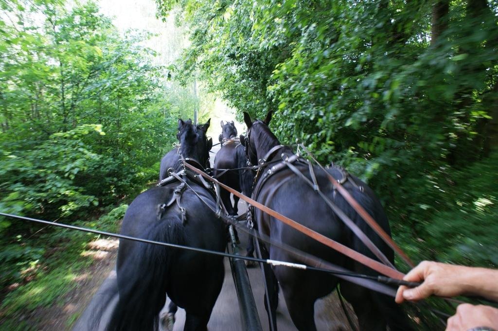 Historik - Anders Eriksson, tömkörning, hästutbildning