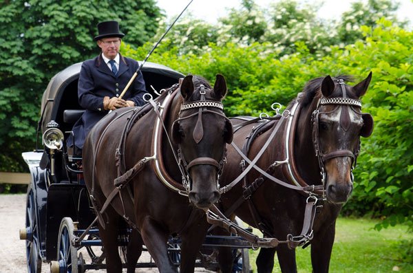 Historik - Anders Eriksson, tömkörning, hästutbildning