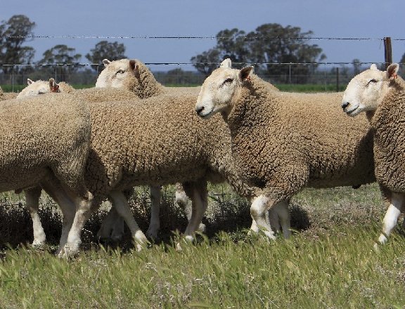 About Us | Bauer & Retallack Border Leicester Studs