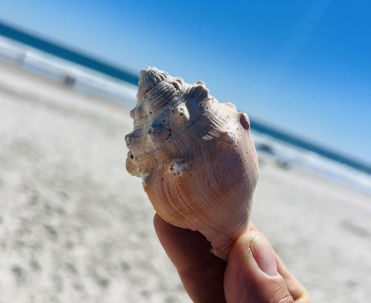 SEA GLASS AND SEASHELL HUNTING AT TOPSAIL ISLAND