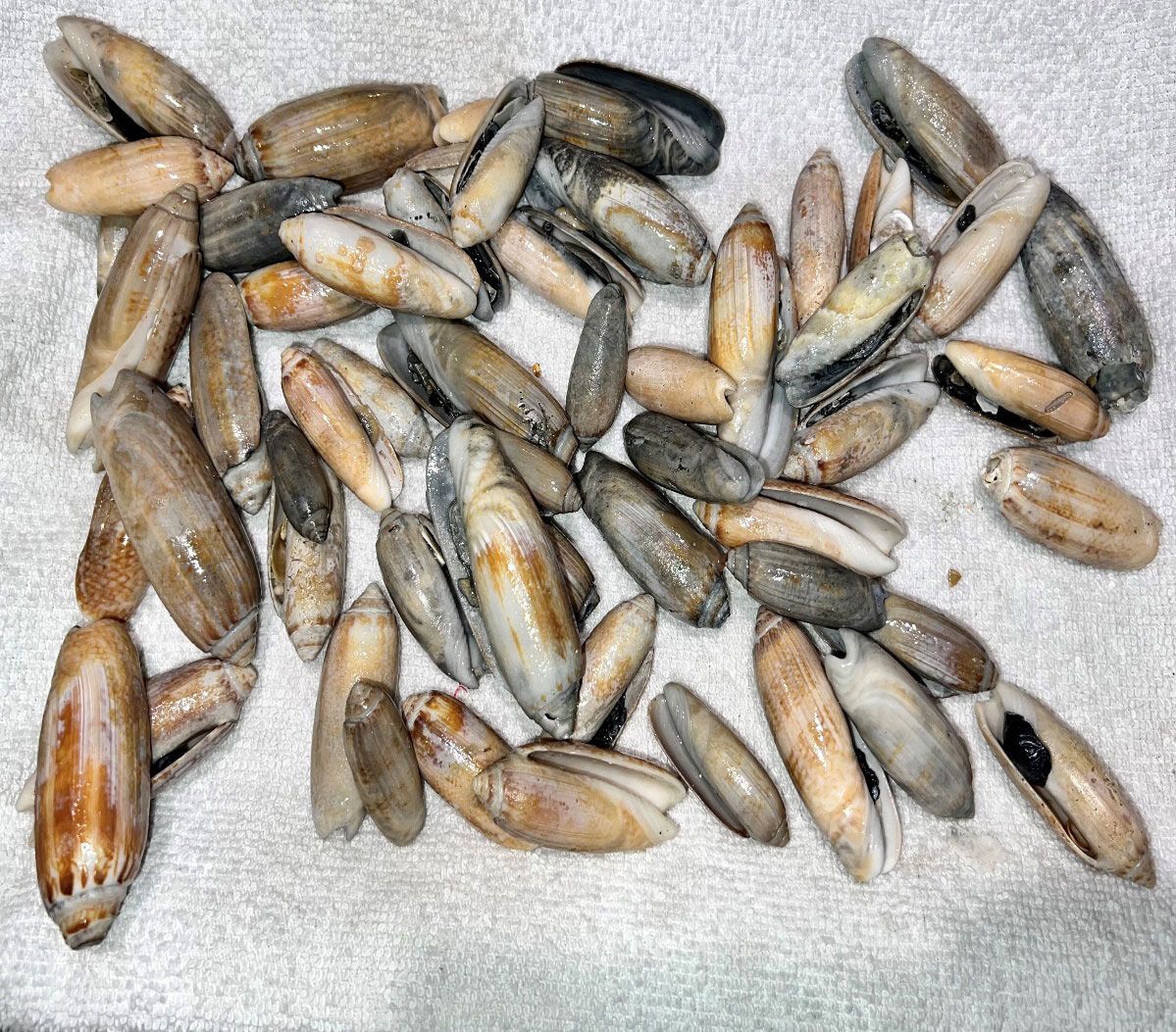 SEA GLASS AND SEASHELL HUNTING AT TOPSAIL ISLAND