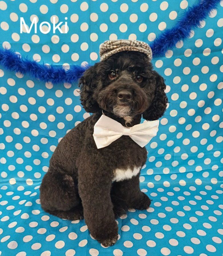 Dog Groomer in Cairns | Snippittys