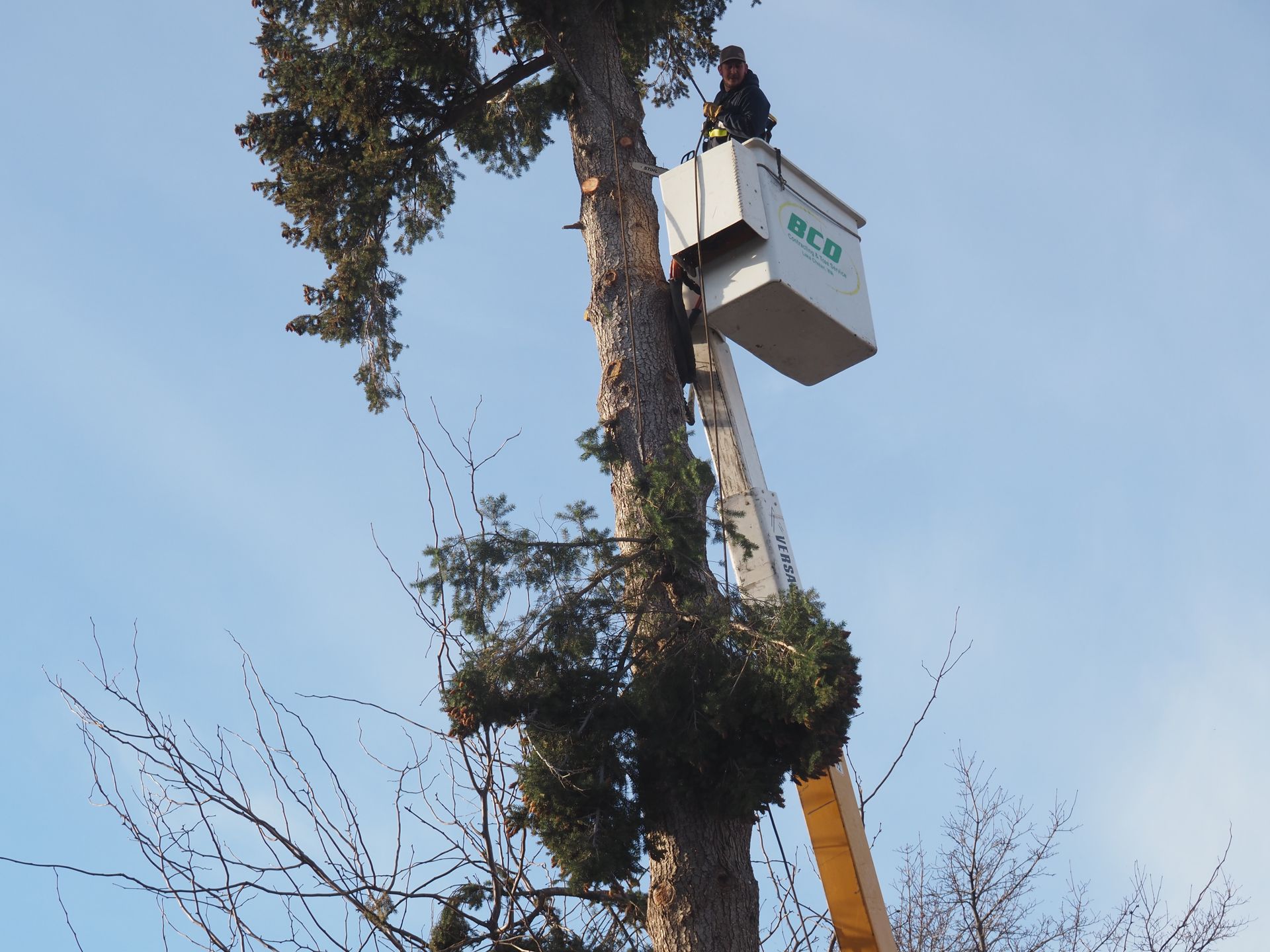 BCD Contracting & Tree Service | Expert Tree Care in Chelan Valley