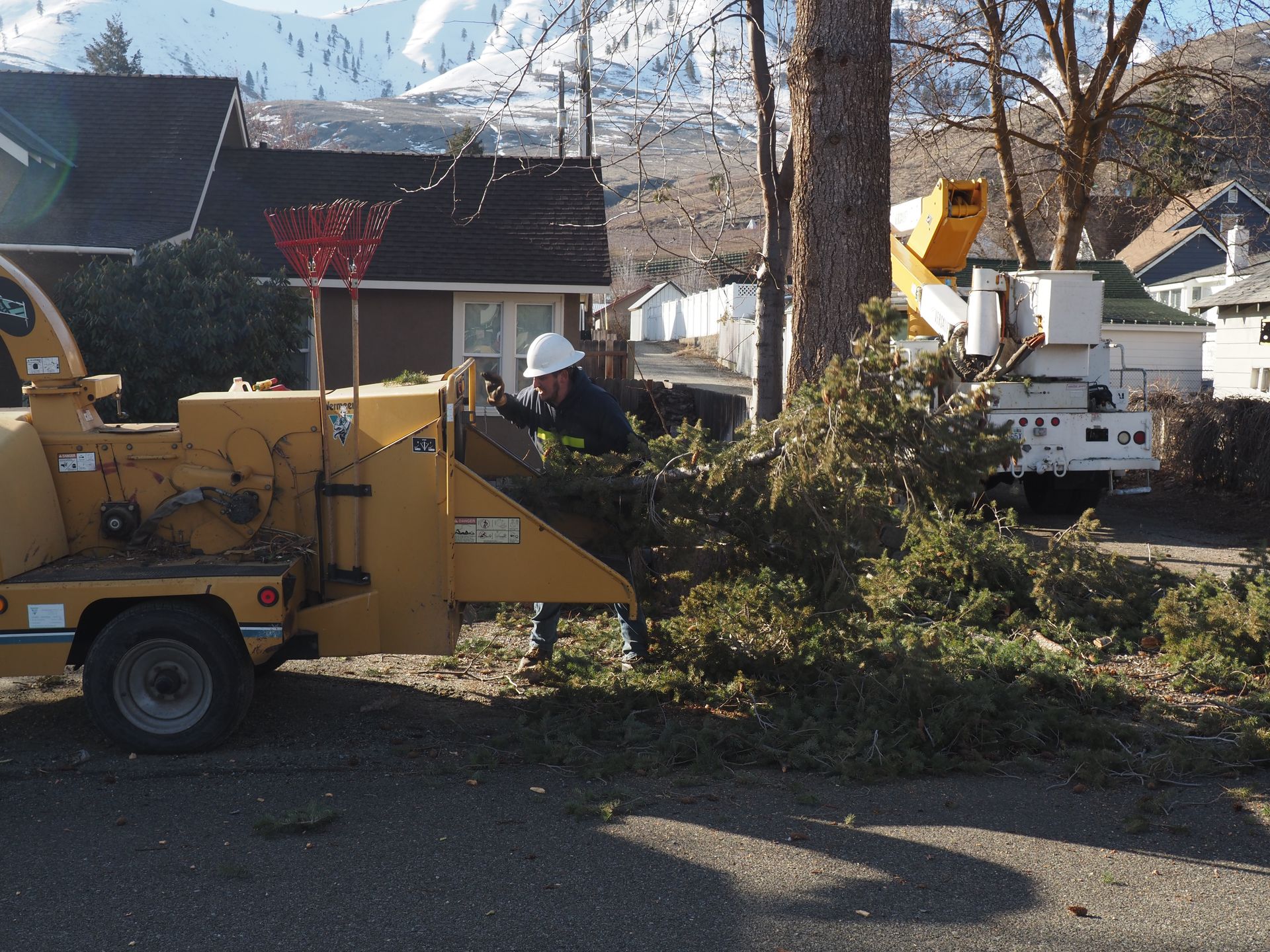 Tree Services & Site Prep | BCD Tree Service