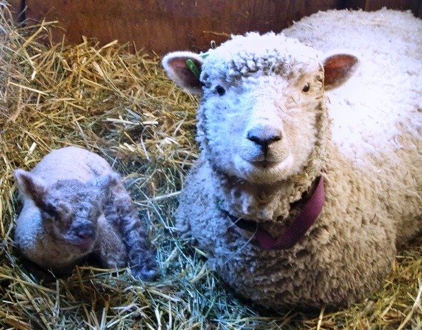 Olde English Babydoll Southdown Sheep | Rivers Critters Ranch