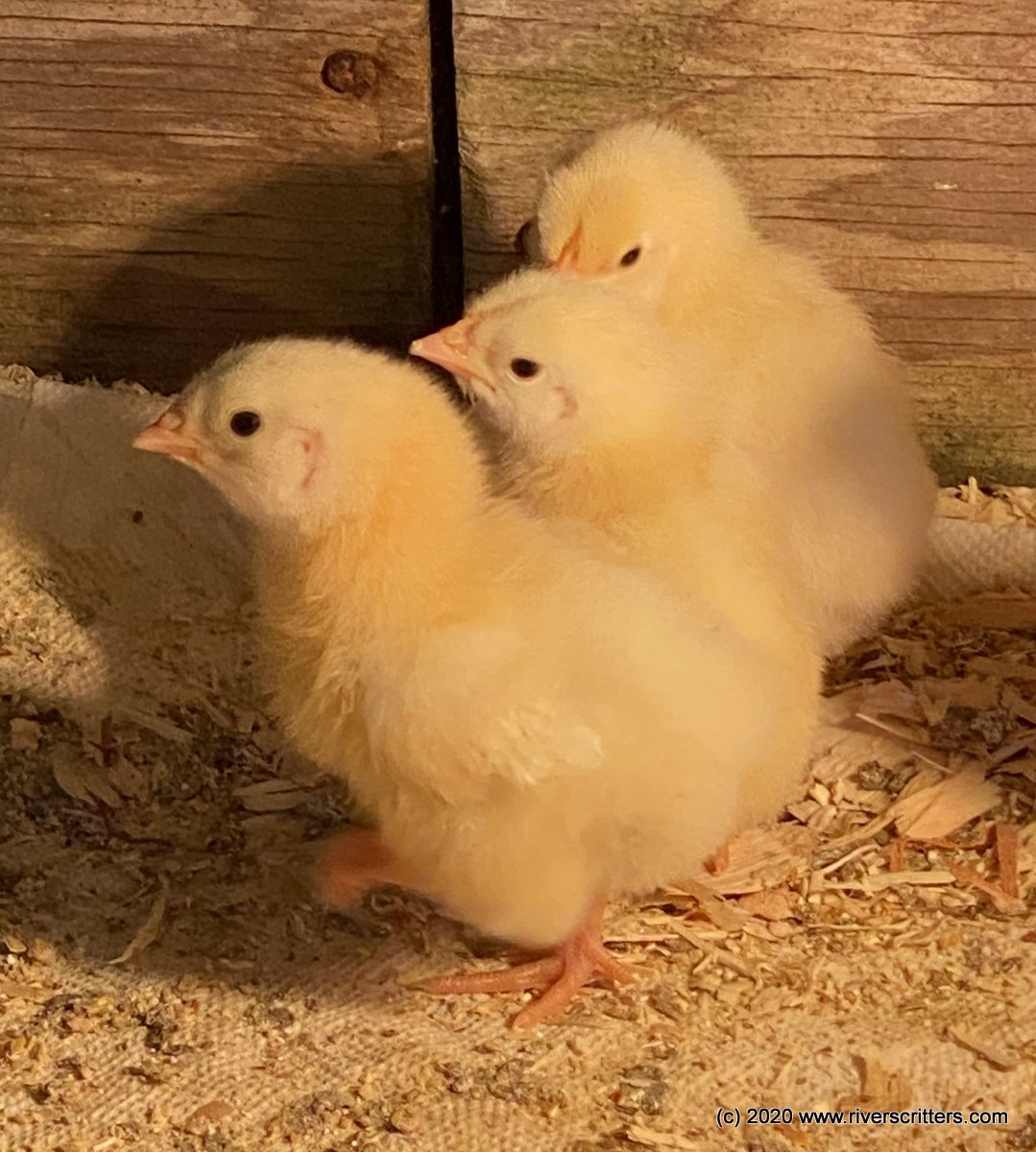 Chicken Care | RCR Organic Feed Store