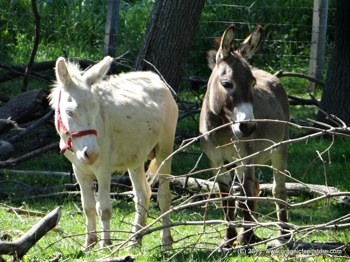 Chicken Breeds We Like | RCR Organic Feed Store