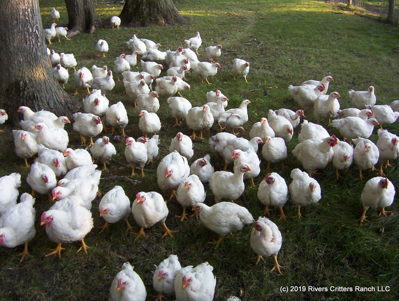 Chicken Care | RCR Organic Feed Store