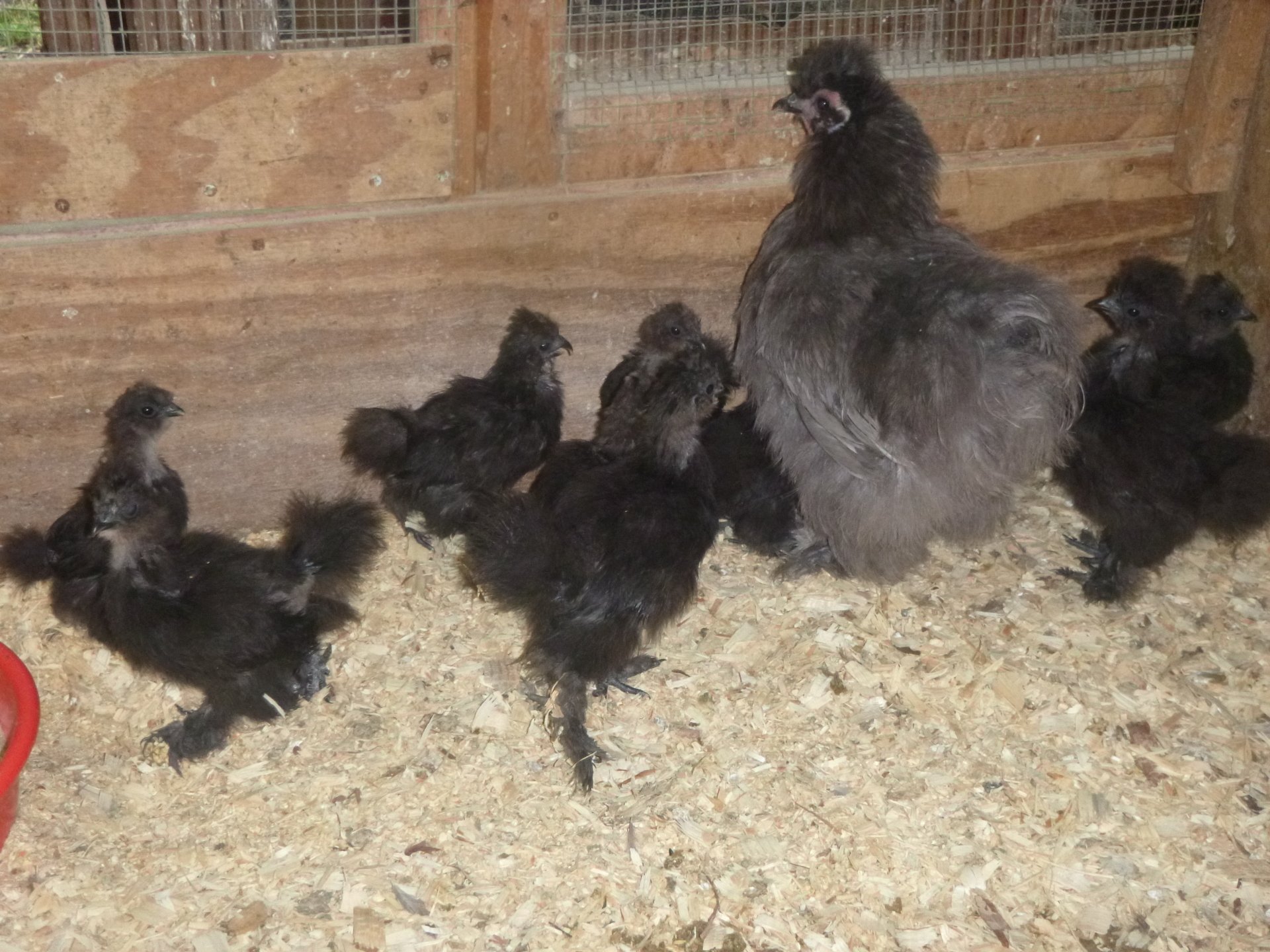 Chicken Care | RCR Organic Feed Store