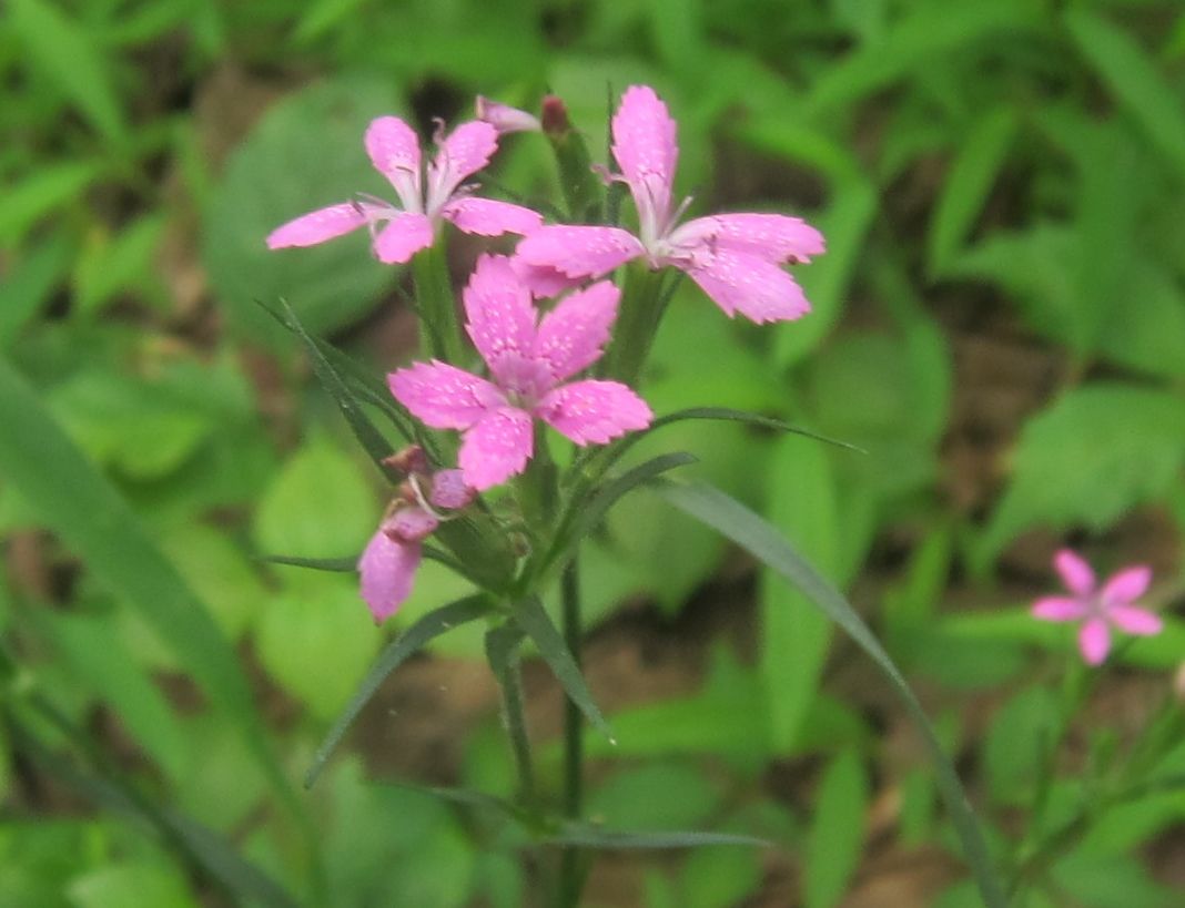 What's that Flower?