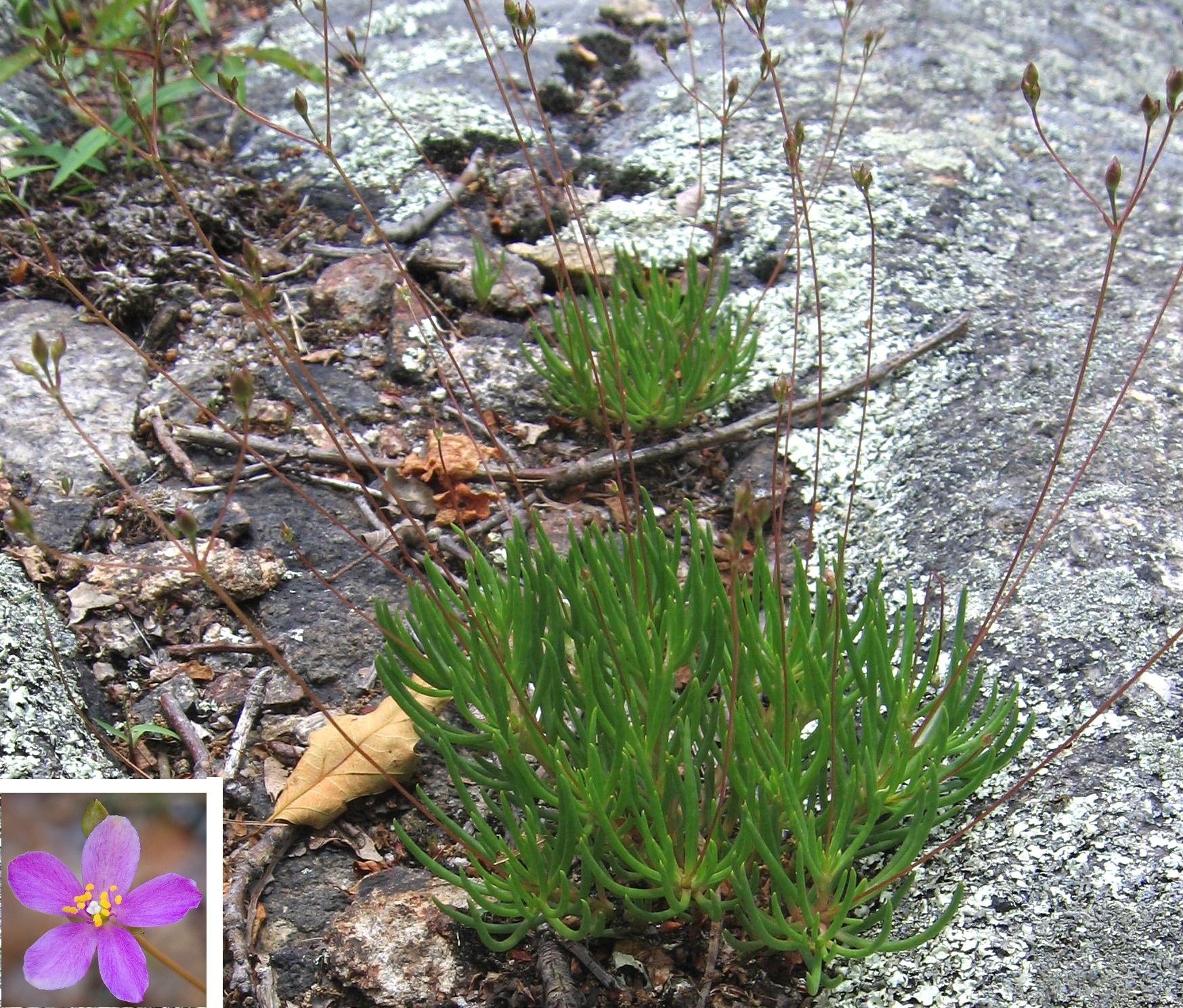 What's that Flower?