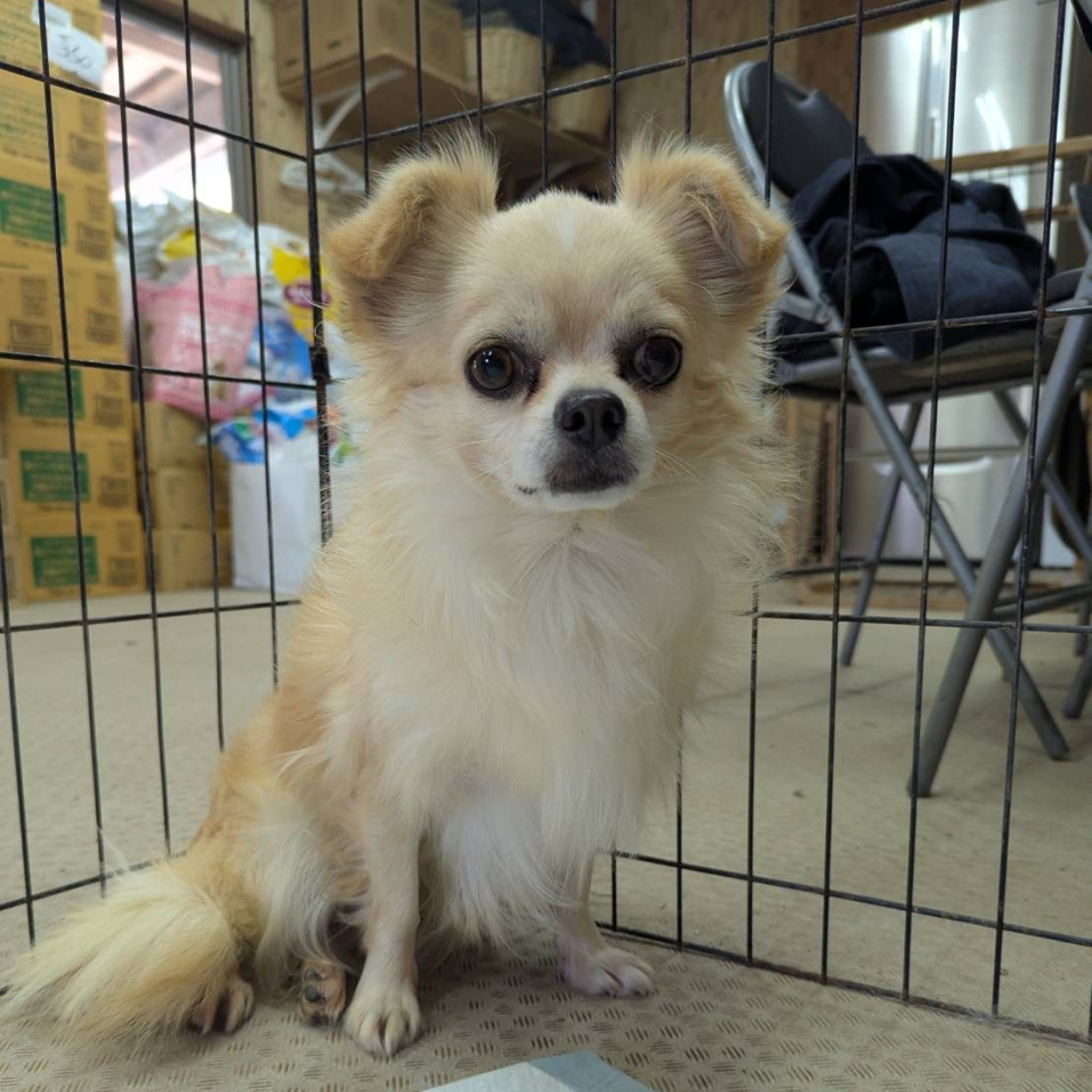 Pet Adoption | Dog & Cat Shelter | Heart Tokushima