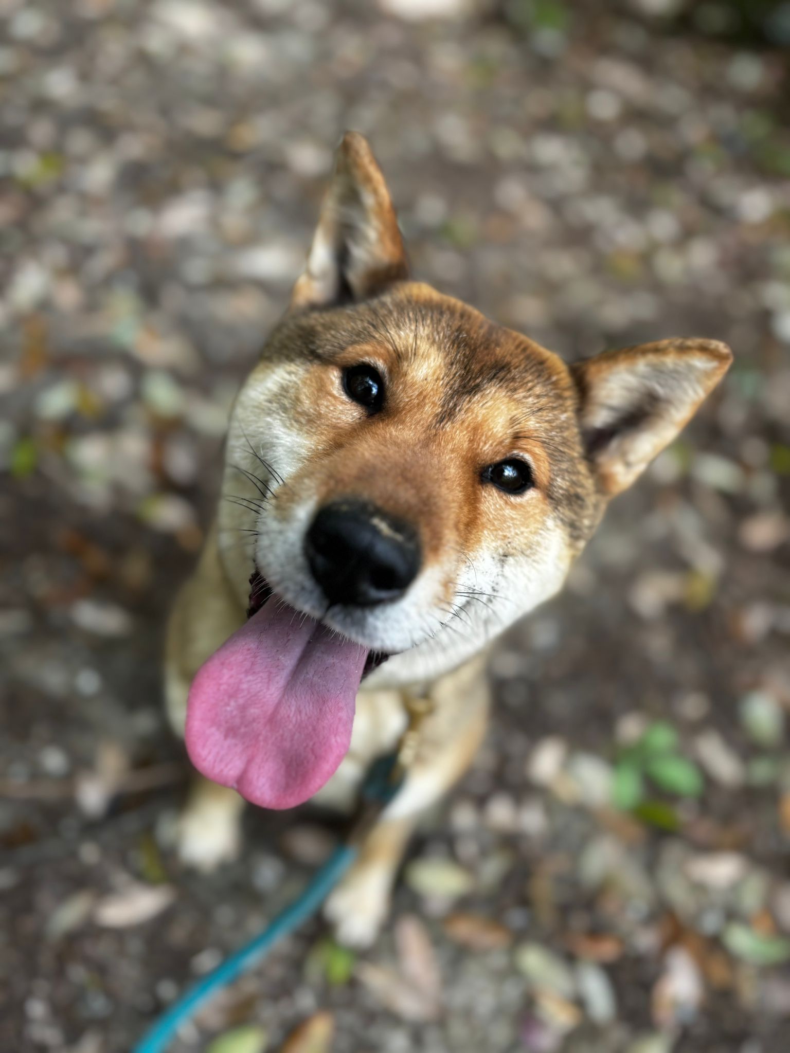 Pet Adoption | Dog & Cat Shelter | Heart Tokushima