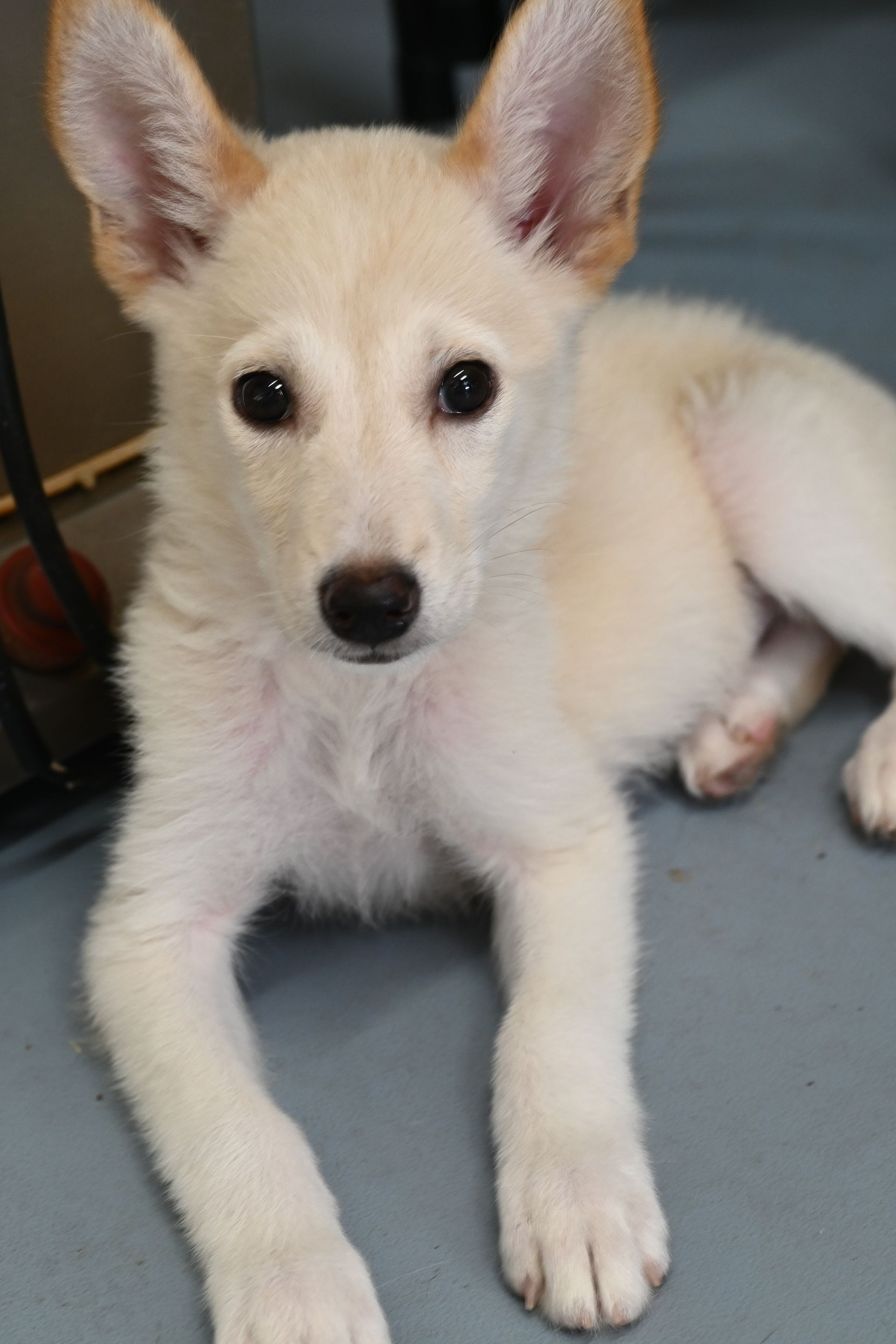 Pet Adoption | Dog & Cat Shelter | Heart Tokushima