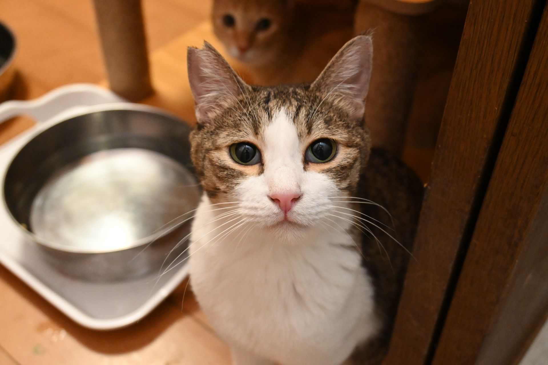 Pet Adoption | Dog & Cat Shelter | Heart Tokushima