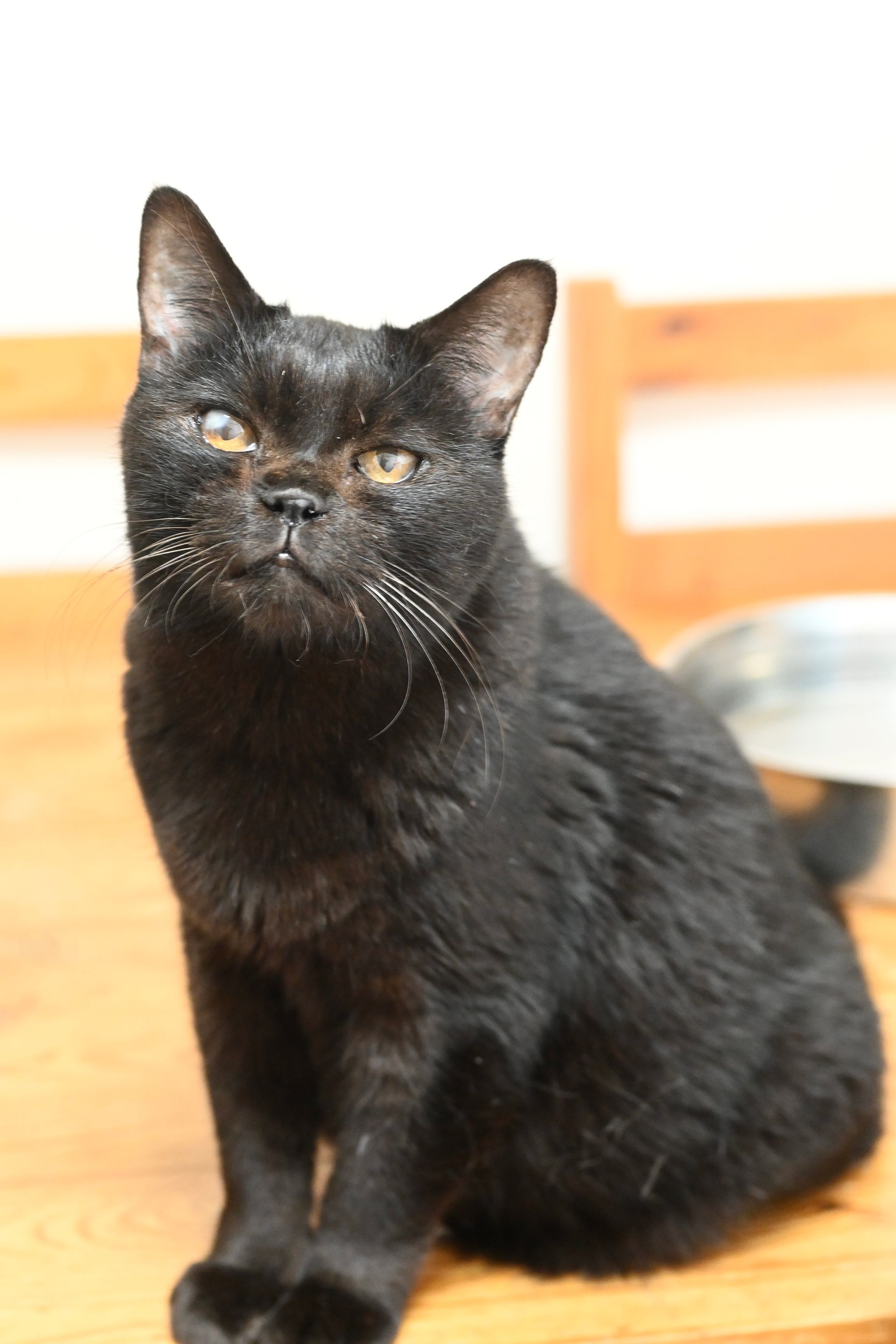 Pet Adoption | Dog & Cat Shelter | Heart Tokushima