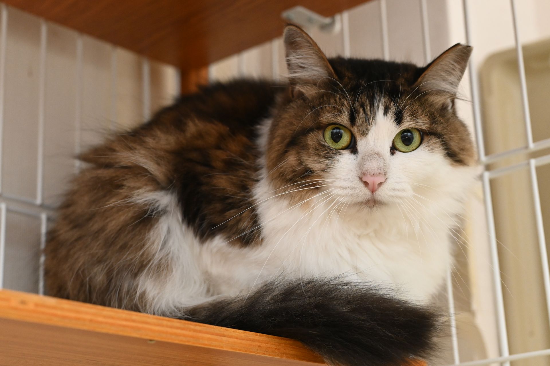 Pet Adoption | Dog & Cat Shelter | Heart Tokushima