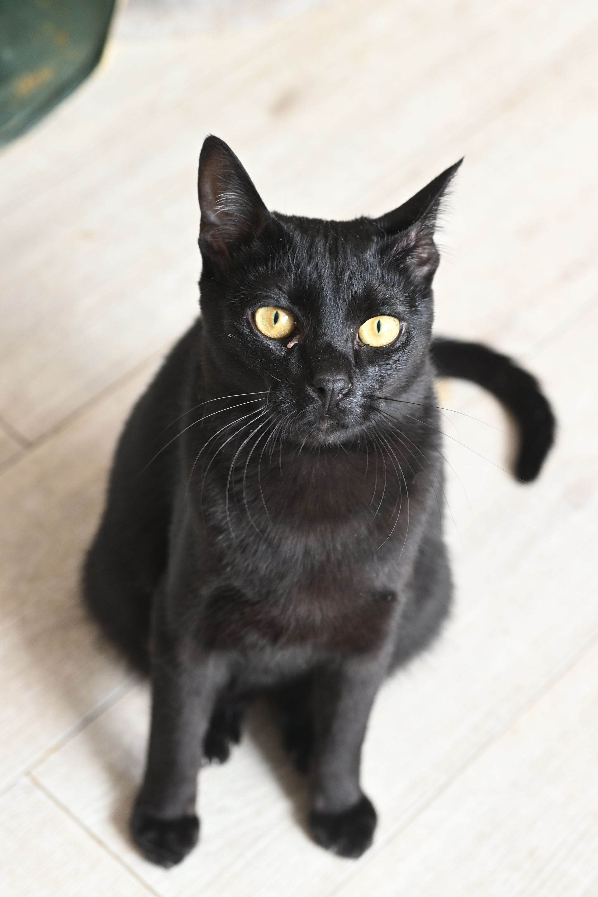 Pet Adoption | Dog & Cat Shelter | Heart Tokushima