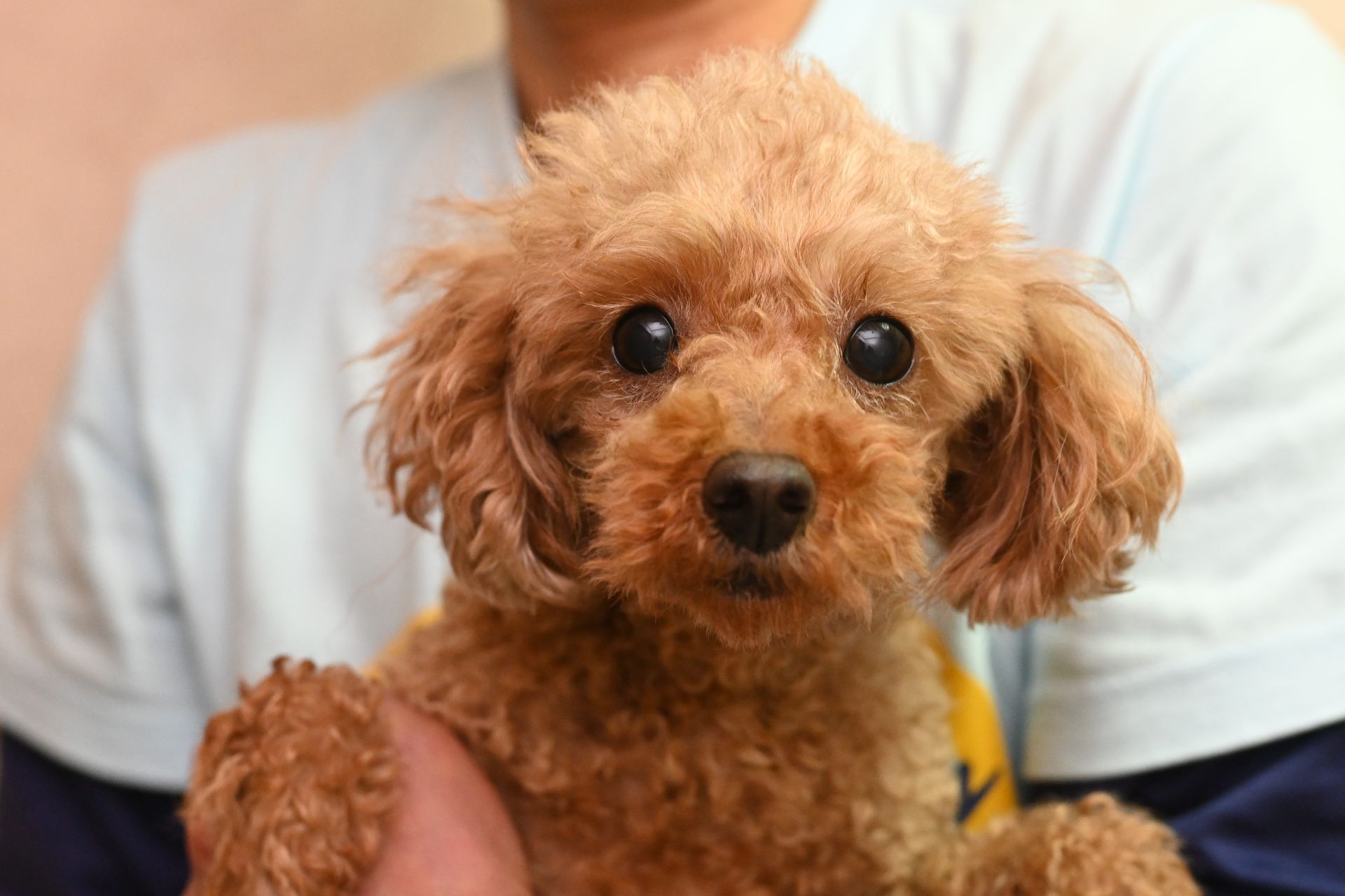 Pet Adoption | Dog & Cat Shelter | Heart Tokushima