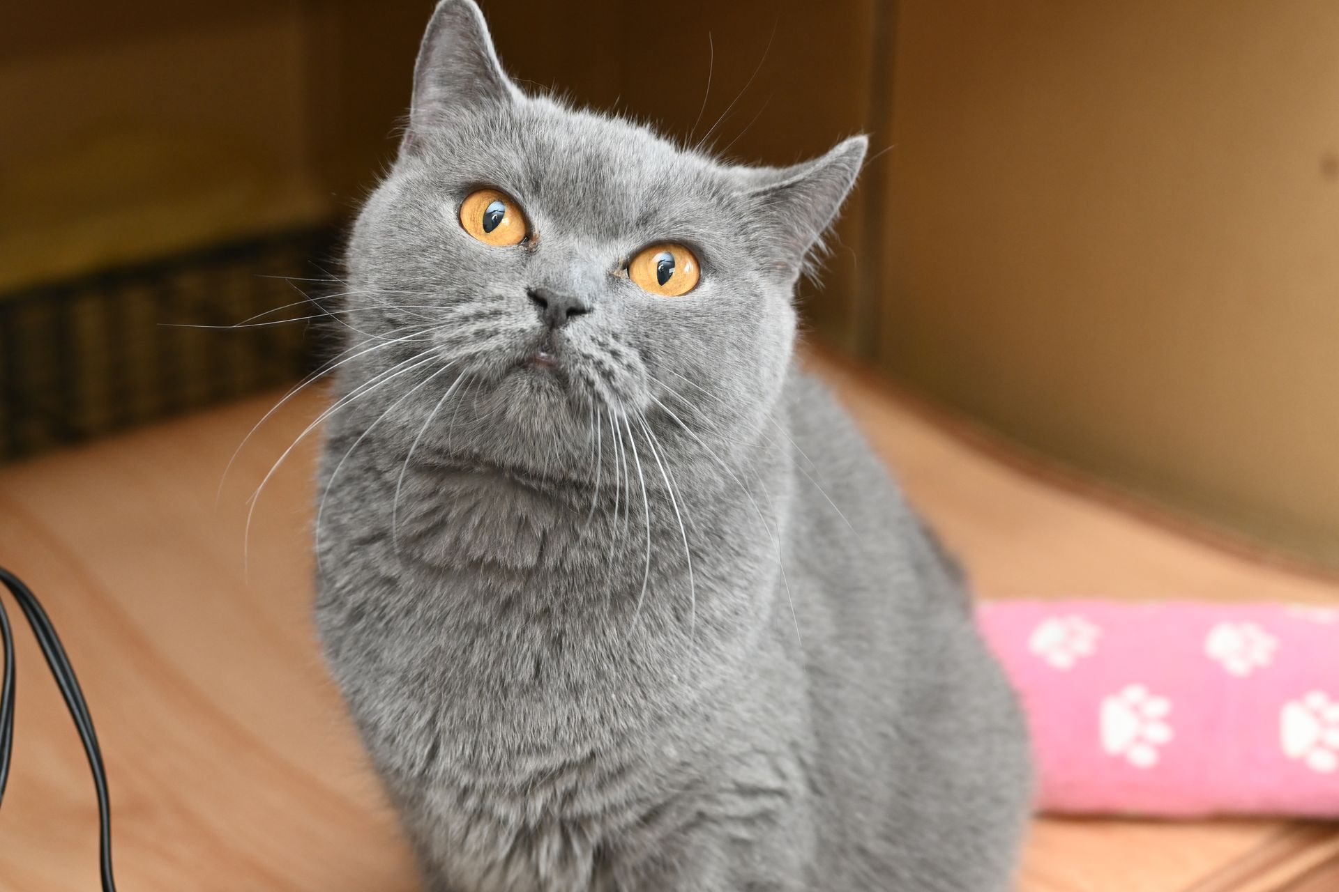 Pet Adoption | Dog & Cat Shelter | Heart Tokushima