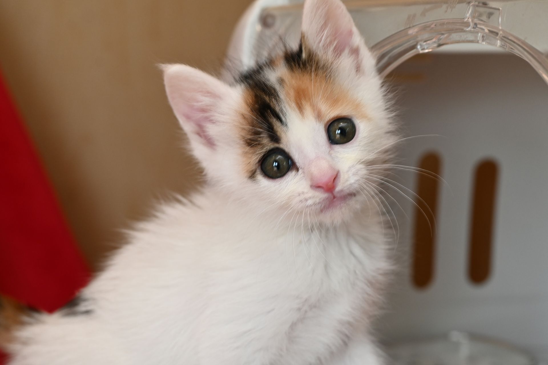 Pet Adoption | Dog & Cat Shelter | Heart Tokushima