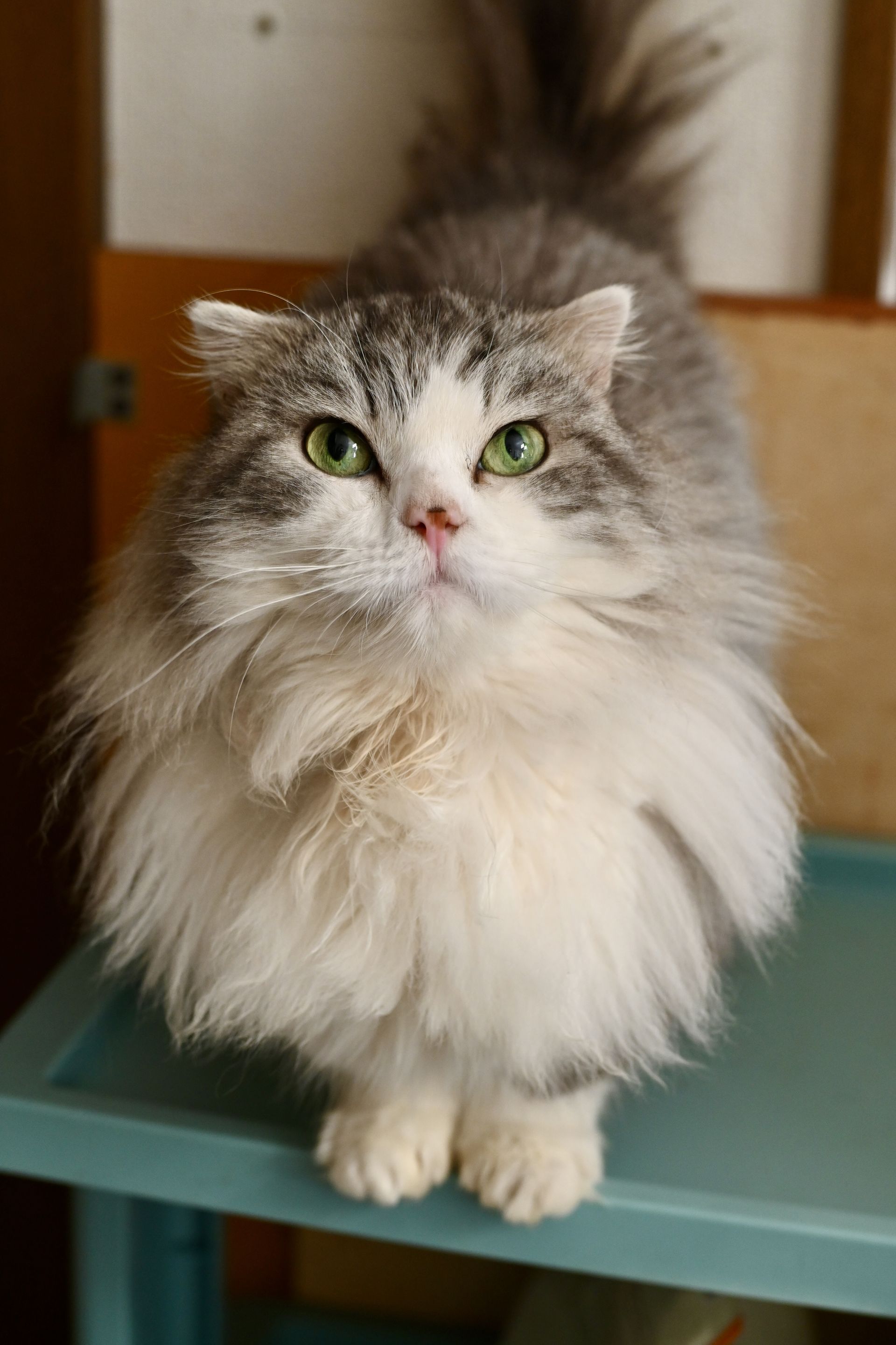 Pet Adoption | Dog & Cat Shelter | Heart Tokushima