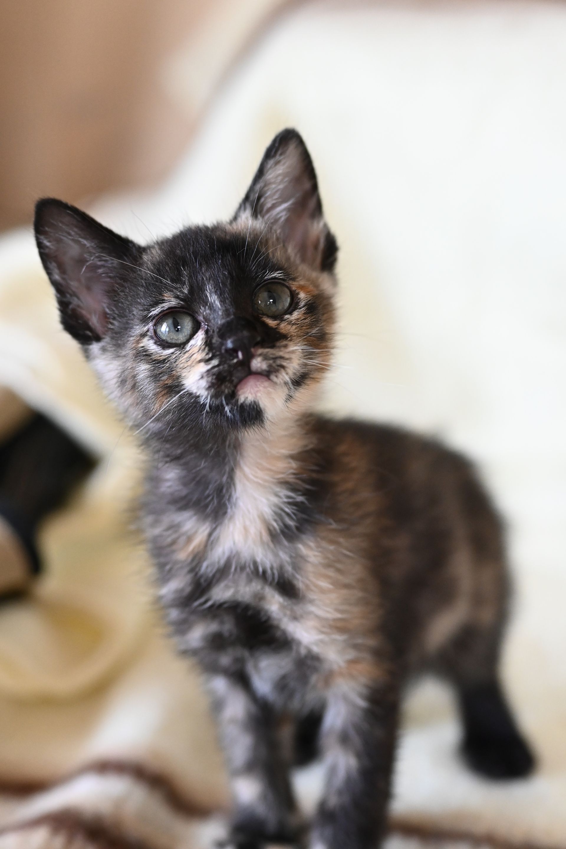 Pet Adoption | Dog & Cat Shelter | Heart Tokushima