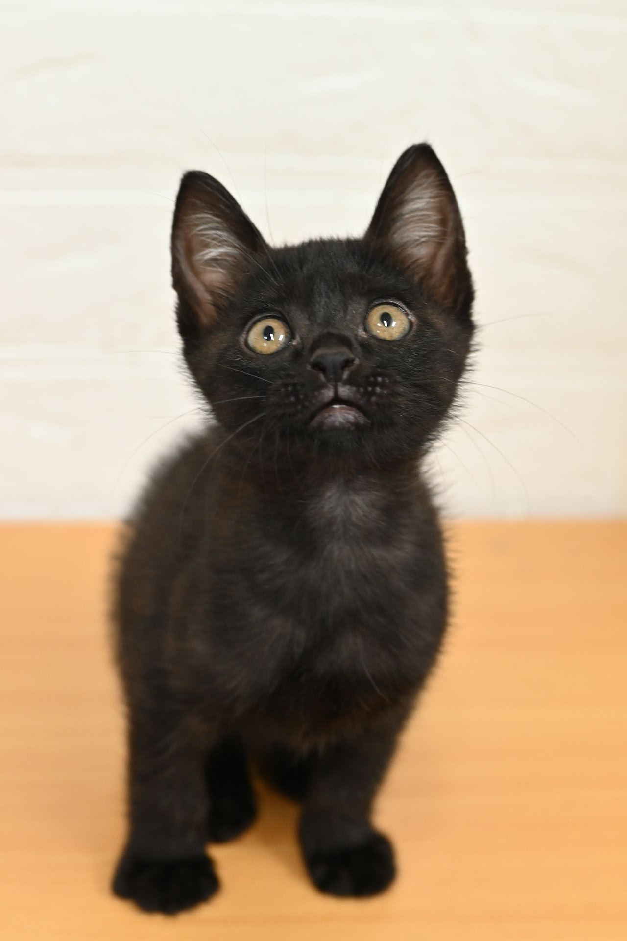 Pet Adoption | Dog & Cat Shelter | Heart Tokushima