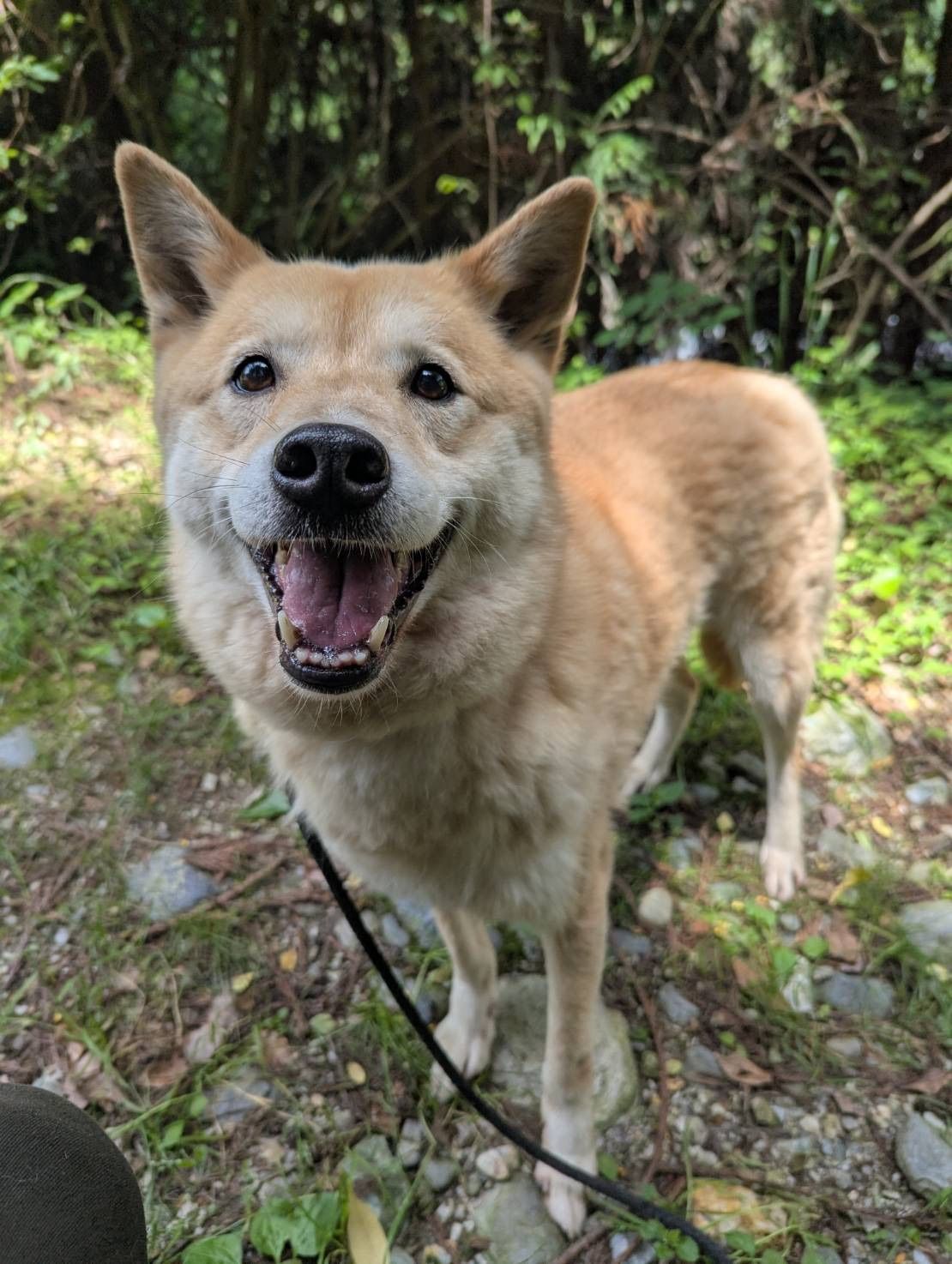 Pet Adoption | Dog & Cat Shelter | Heart Tokushima