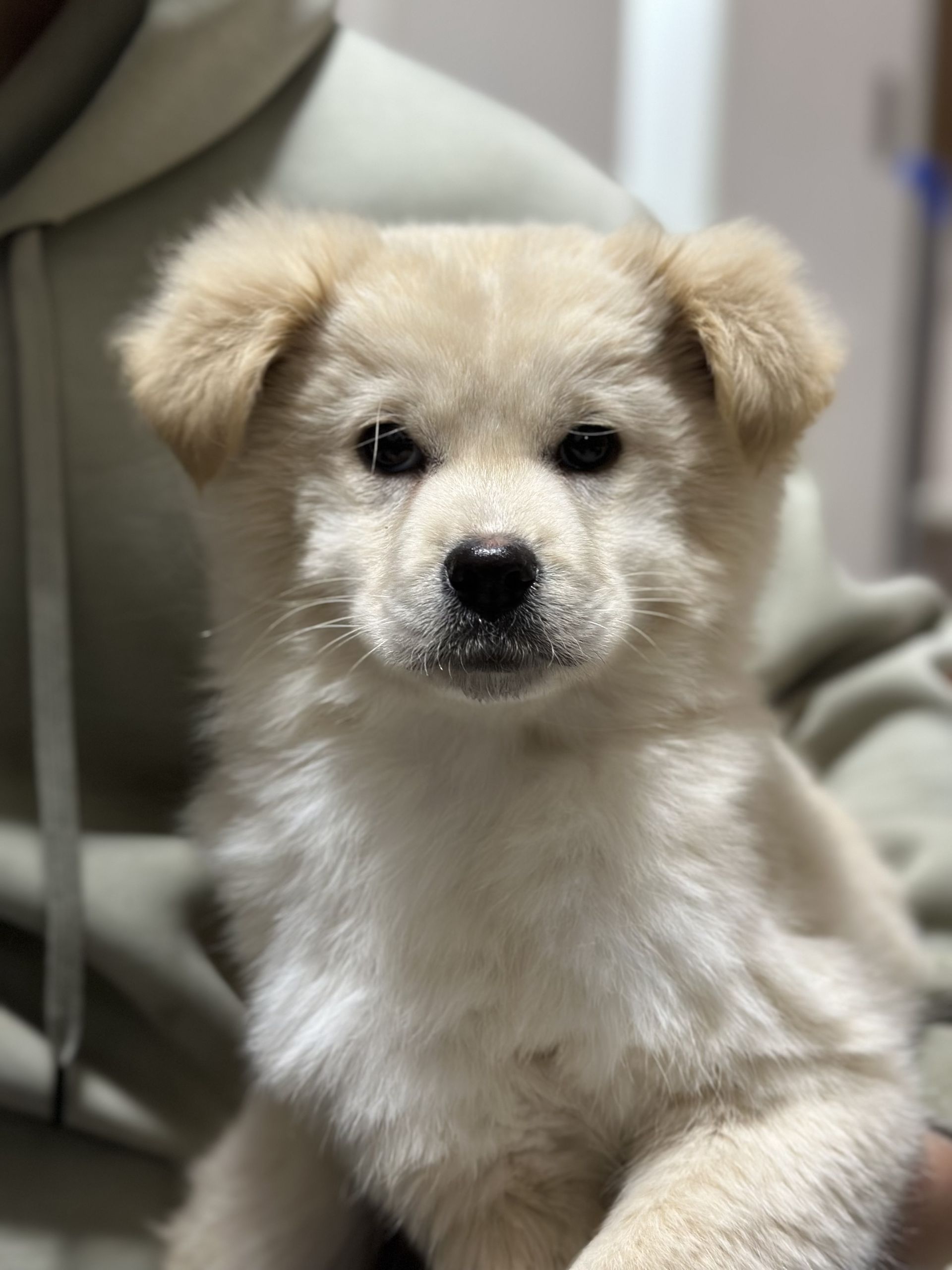 Pet Adoption | Dog & Cat Shelter | Heart Tokushima