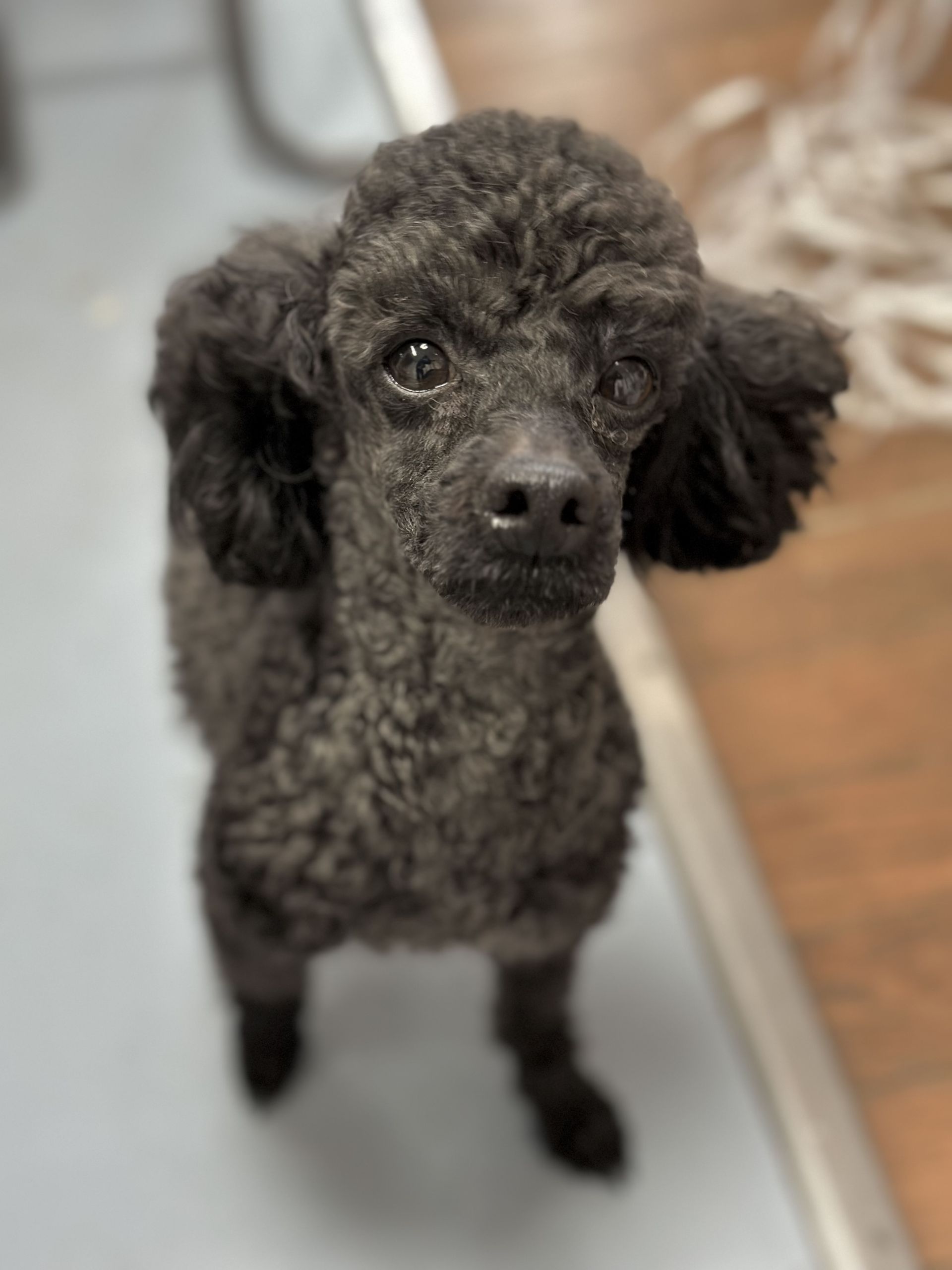 Pet Adoption | Dog & Cat Shelter | Heart Tokushima