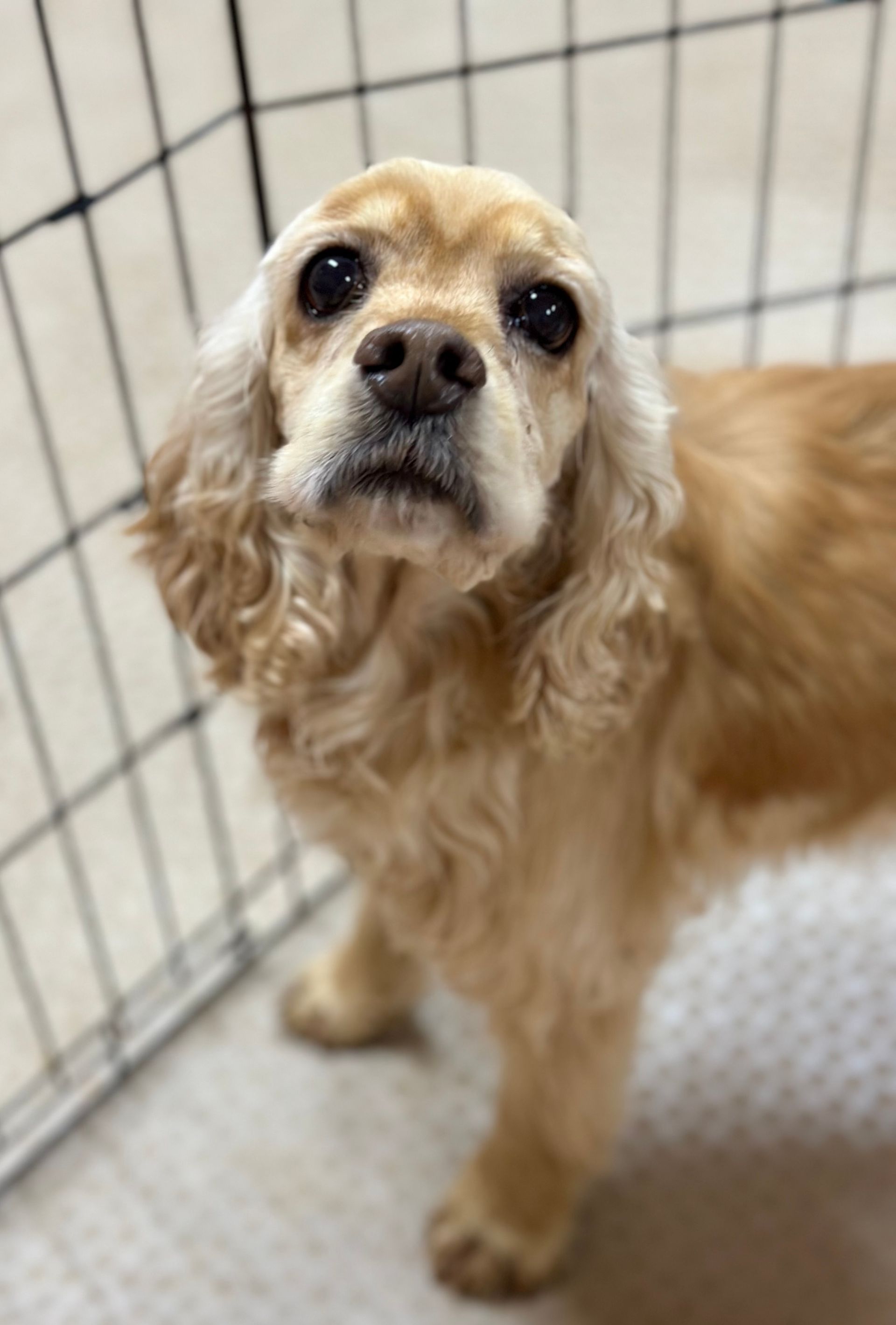 Pet Adoption | Dog & Cat Shelter | Heart Tokushima