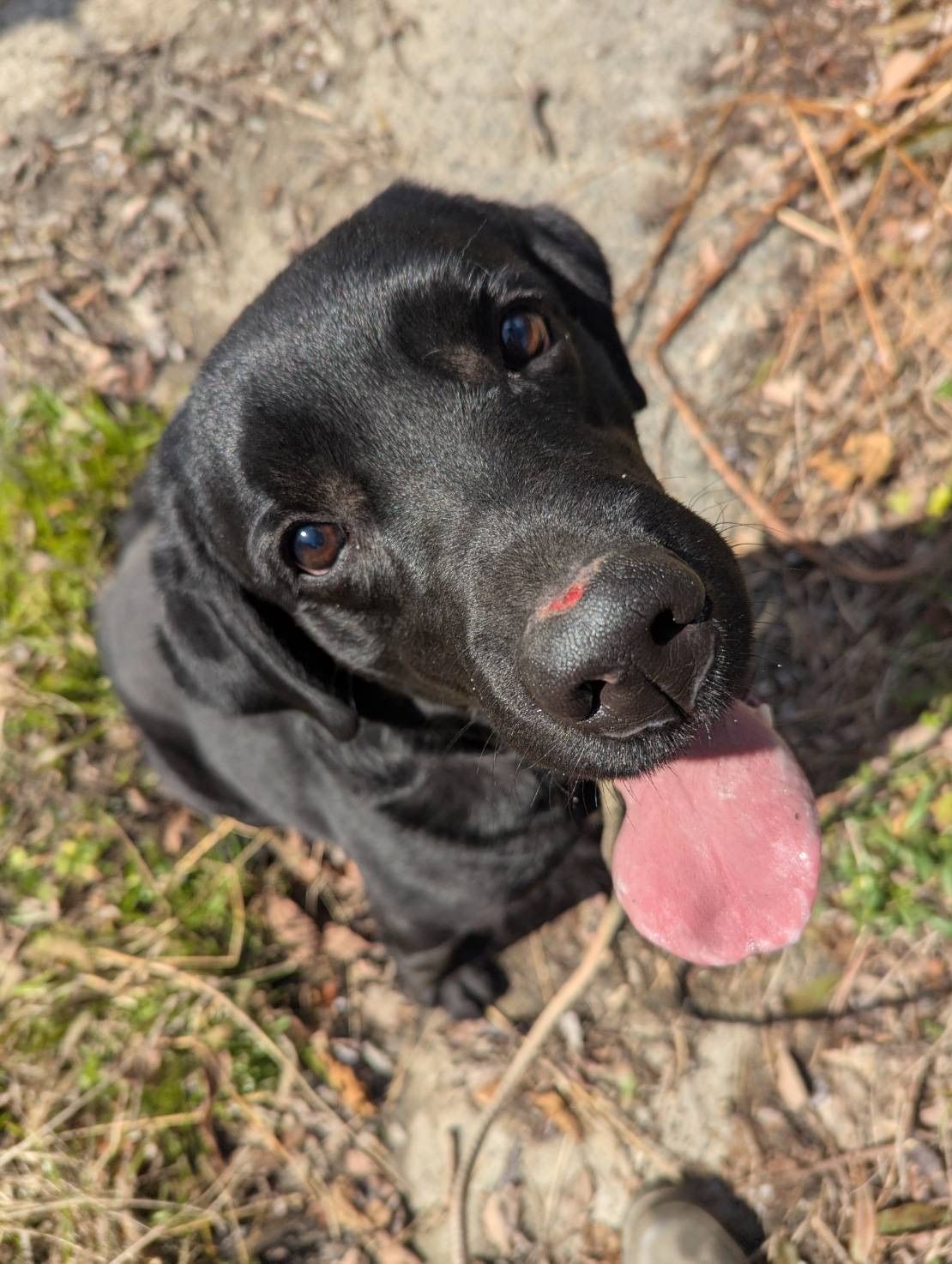 Pet Adoption | Dog & Cat Shelter | Heart Tokushima