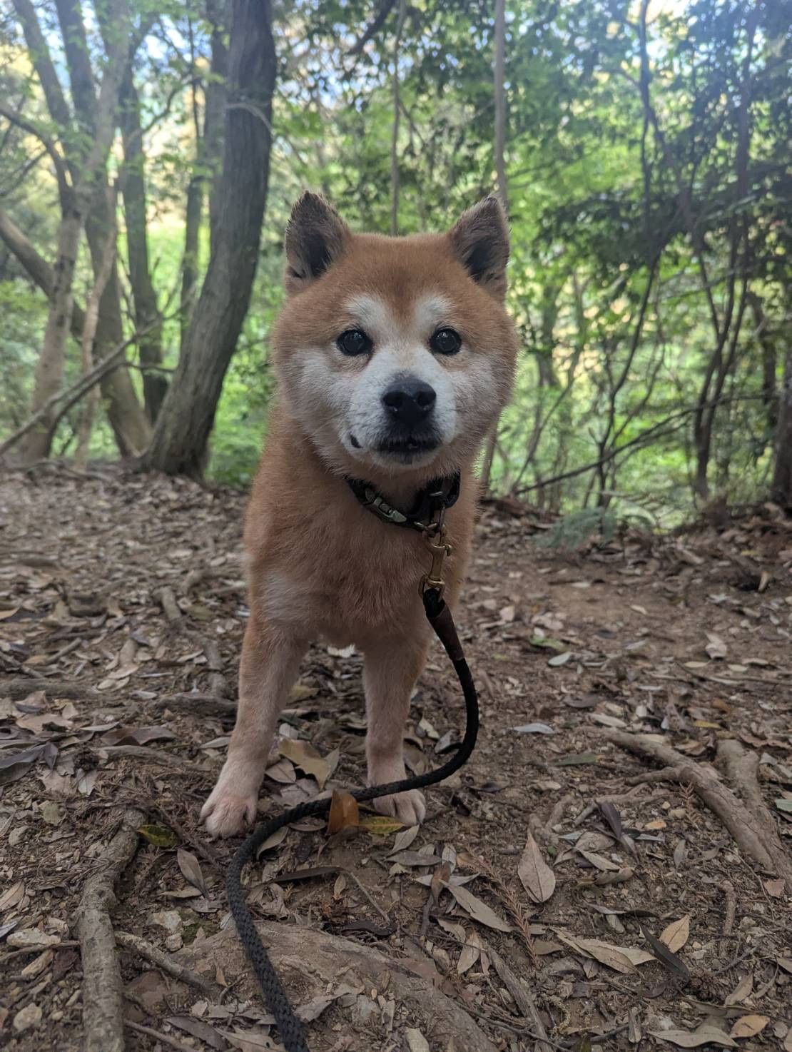 Pet Adoption | Dog & Cat Shelter | Heart Tokushima