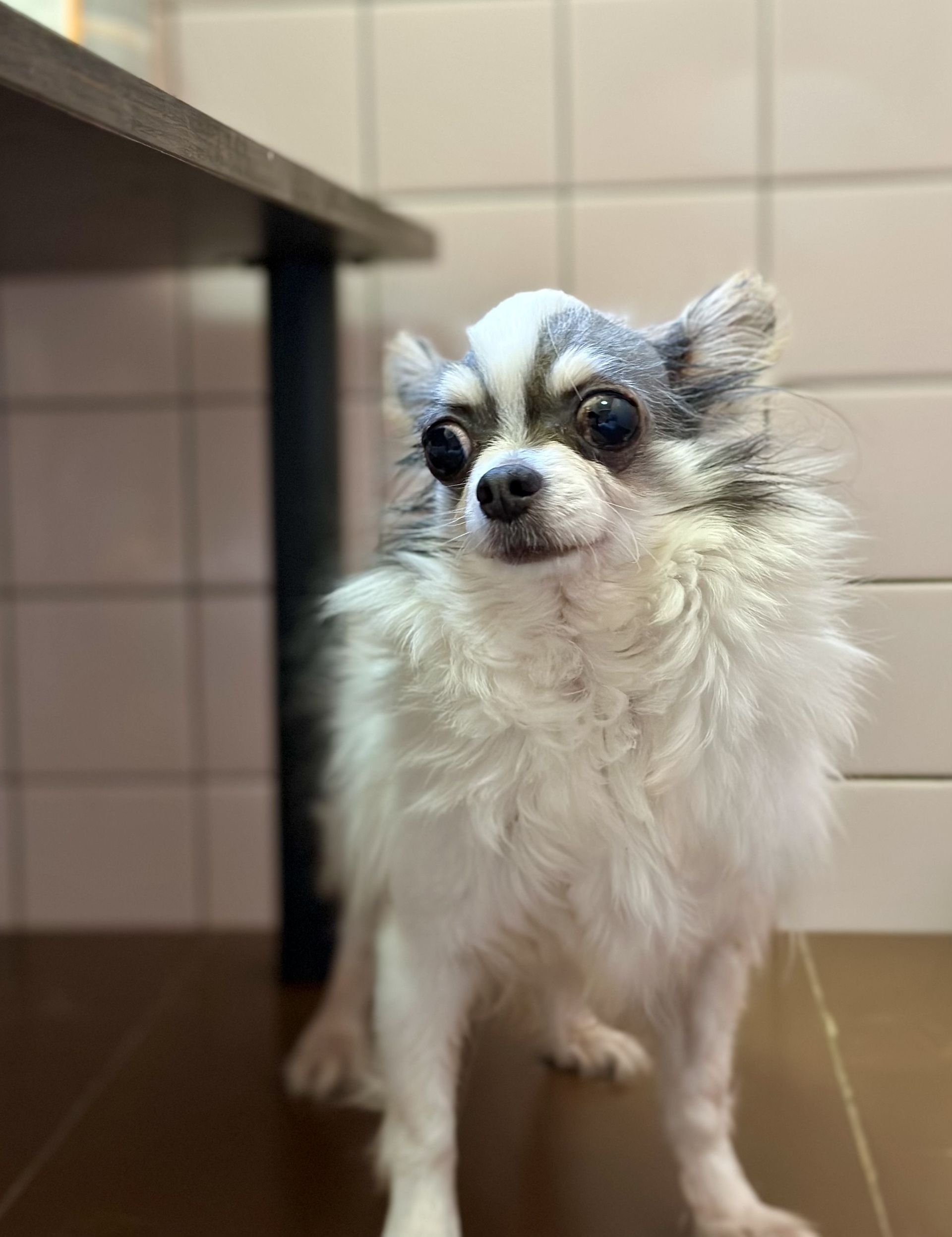 Pet Adoption | Dog & Cat Shelter | Heart Tokushima