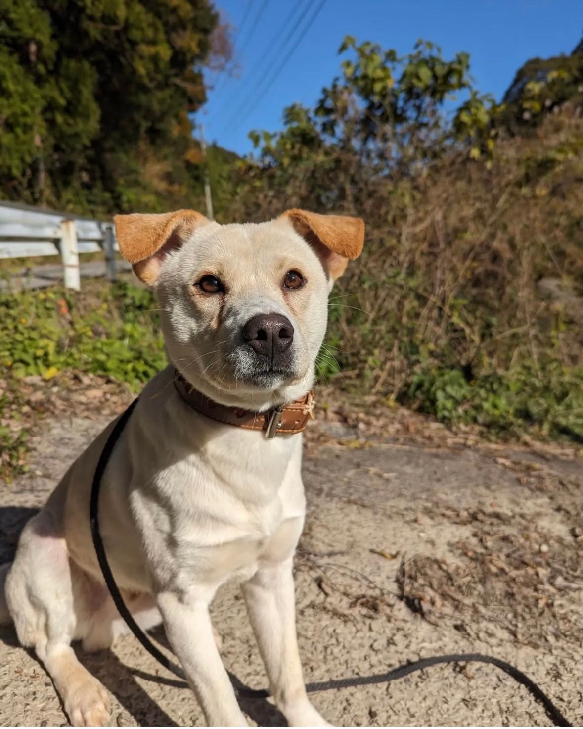 Pet Adoption | Dog & Cat Shelter | Heart Tokushima