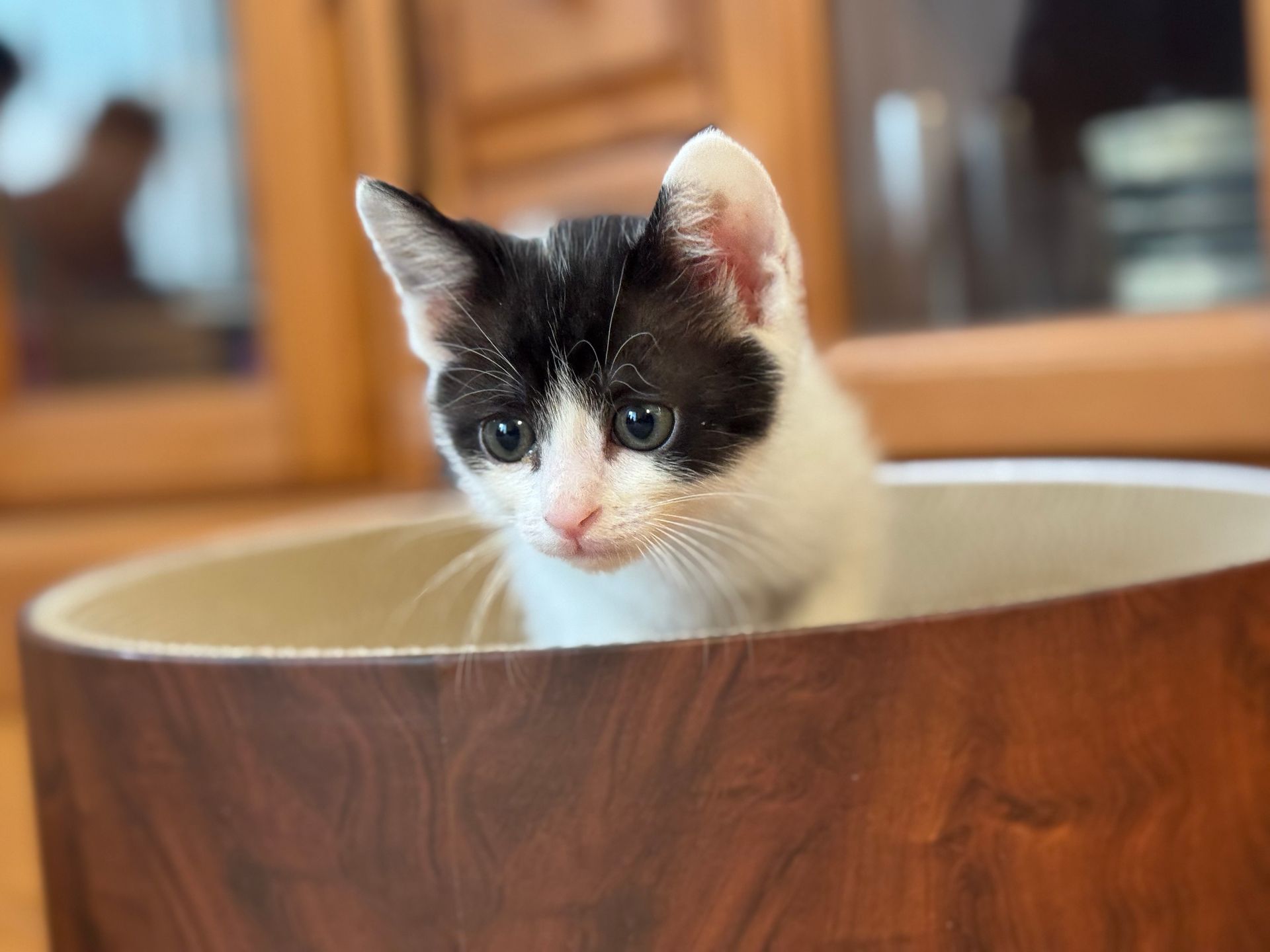 Pet Adoption | Dog & Cat Shelter | Heart Tokushima