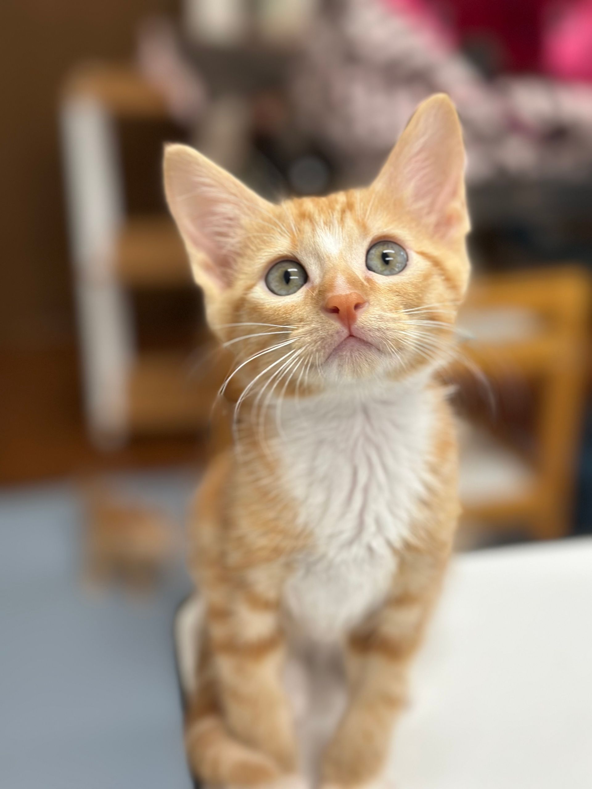 Pet Adoption | Dog & Cat Shelter | Heart Tokushima